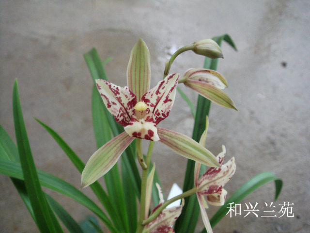 求购兰花苗 那里收购兰草花 兰花收购商 大山谷图库